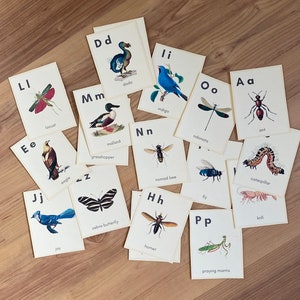 Alphabet Flash Cards, Bugs and Birds, Garden Theme, Homeschool Supplies ...