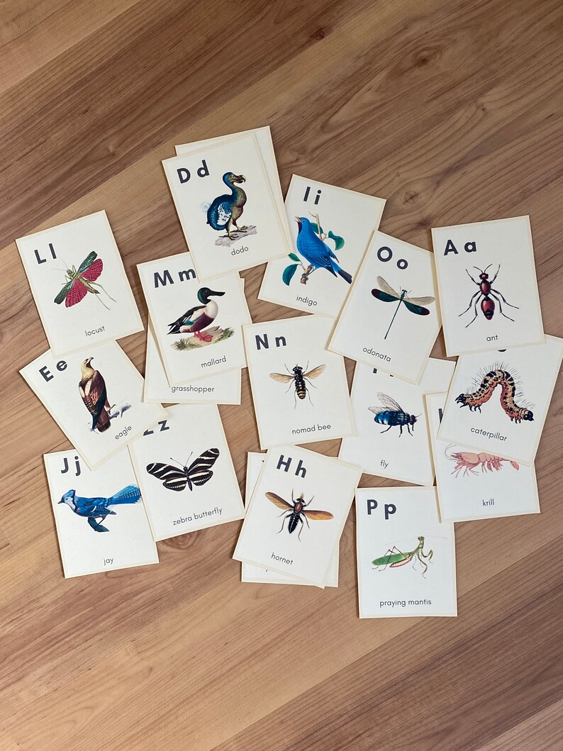 Alphabet Flash Cards, Bugs and Birds, Garden Theme, Homeschool Supplies ...