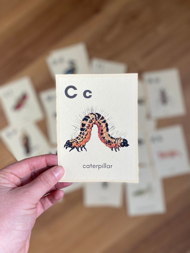 Alphabet Flash Cards, Bugs and Birds, Garden Theme, Homeschool Supplies ...