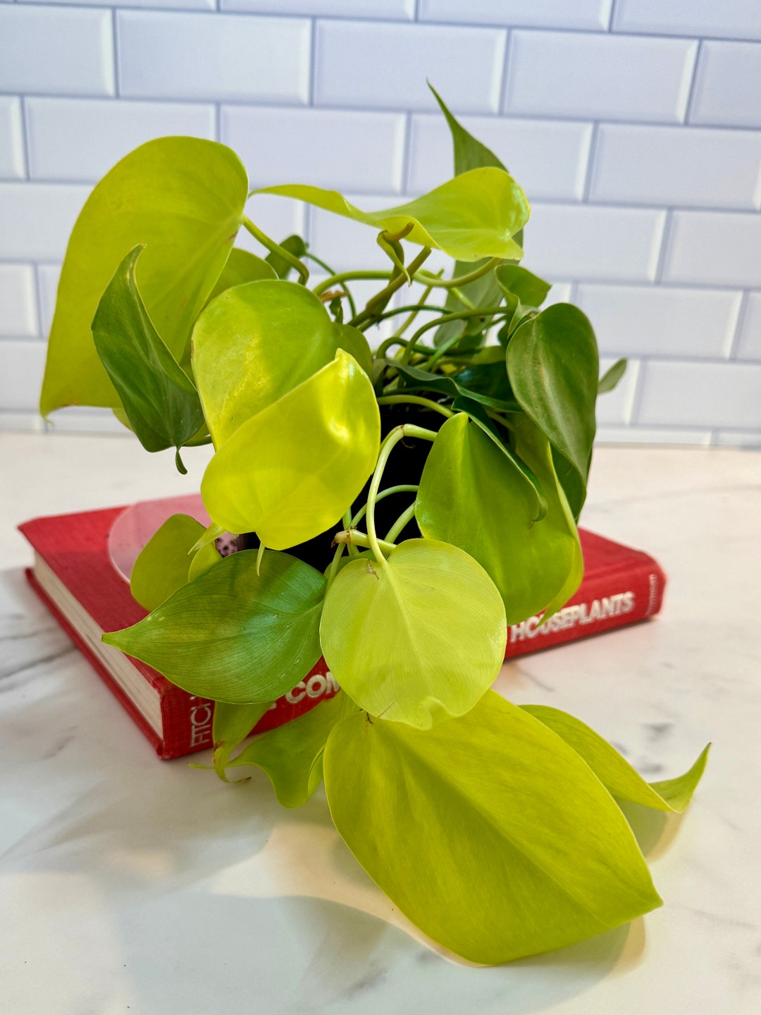 Philodendron Hederaceum Lemon Lime Sweetheart Heart Leaf Philo Neon - Etsy