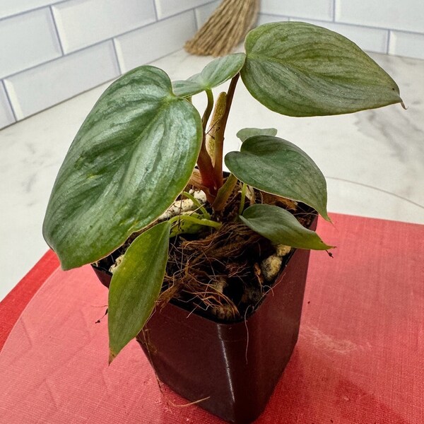 Philodendron Sodiroi - Etsy