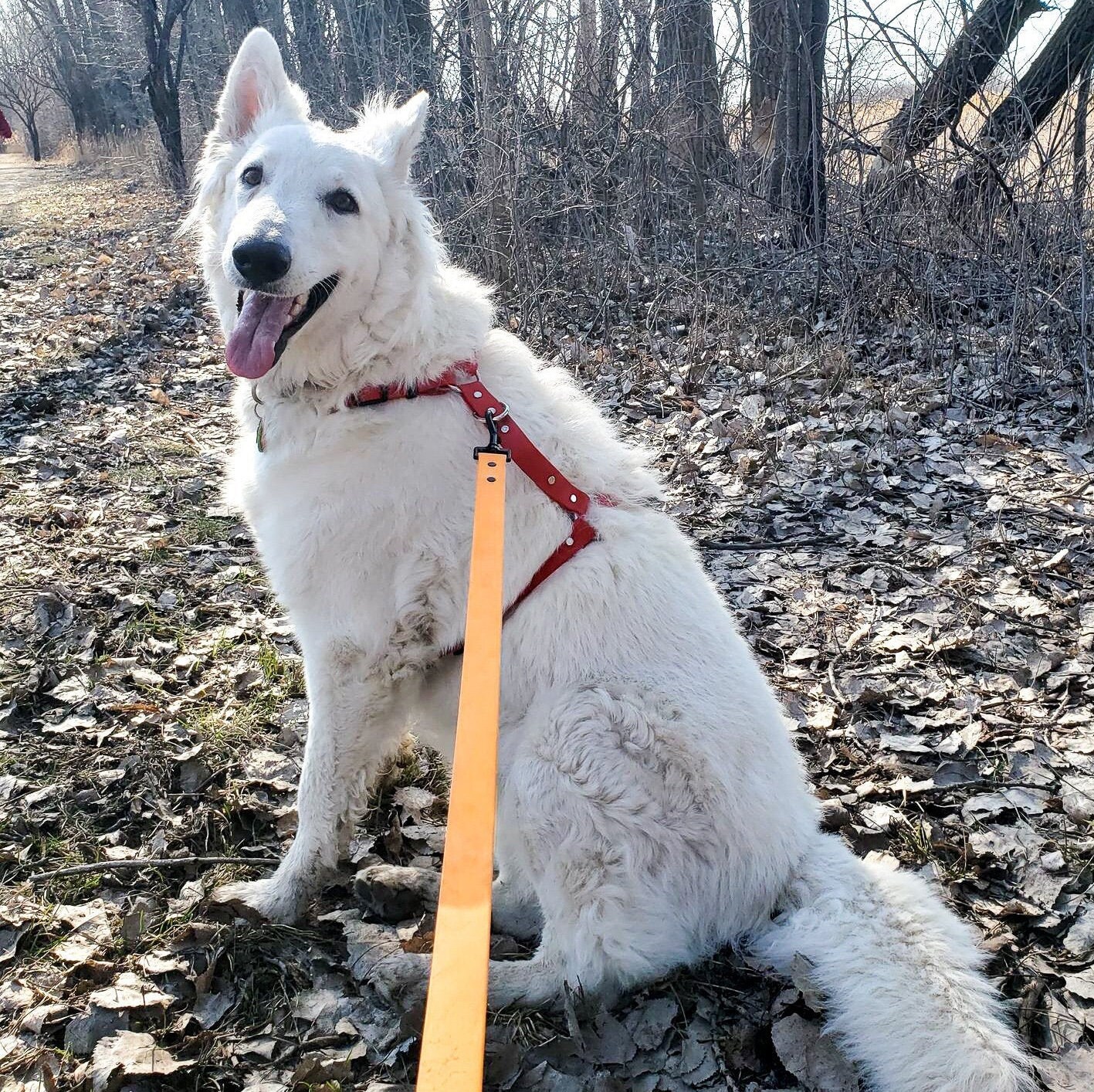 Biothane Large Harness 1 Waterproof Dog Harness - Etsy