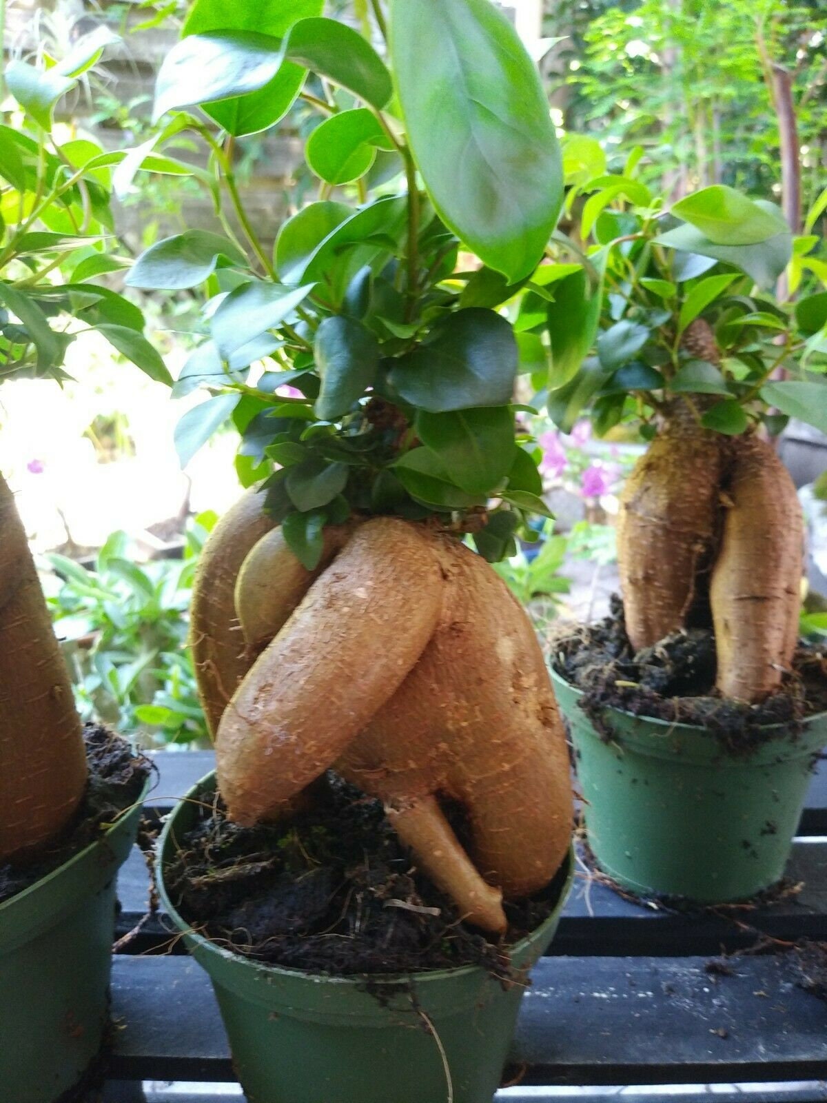 AnnieXstar Ficus Ficus Microcarpa Ginger Ficus Live Plant | Etsy