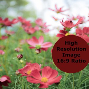 Set of 4 Beautiful Flower Field Zoom Background, Virtual Background for ...