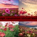 Set of 4 Beautiful Flower Field Zoom Background, Virtual Background for ...
