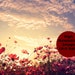 Set of 4 Beautiful Flower Field Zoom Background, Virtual Background for ...