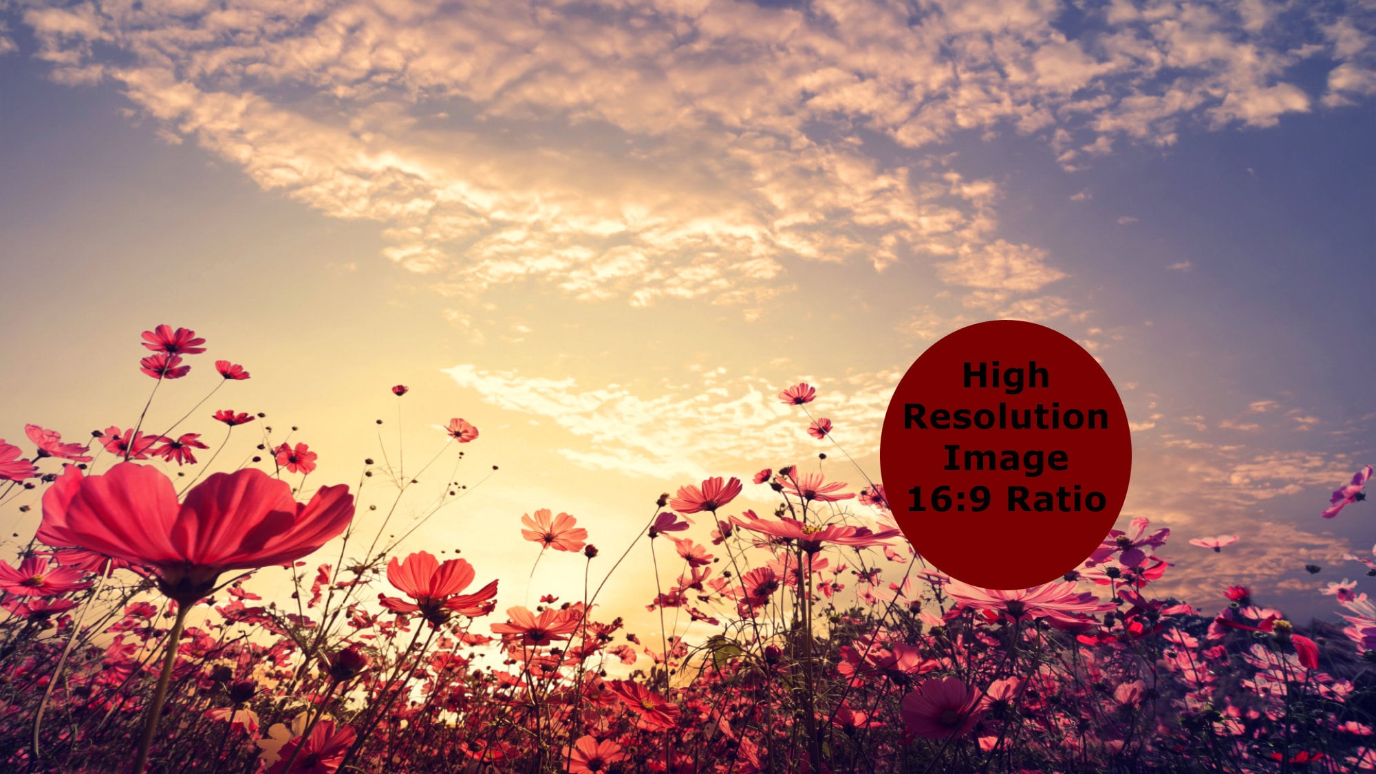 Set of 4 Beautiful Flower Field Zoom Background, Virtual Background for ...
