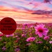 Set of 4 Beautiful Flower Field Zoom Background, Virtual Background for ...