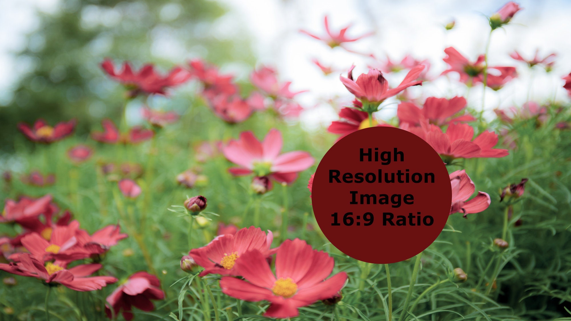 Red Flower Field Zoom Background, Virtual Background for Zoom ...