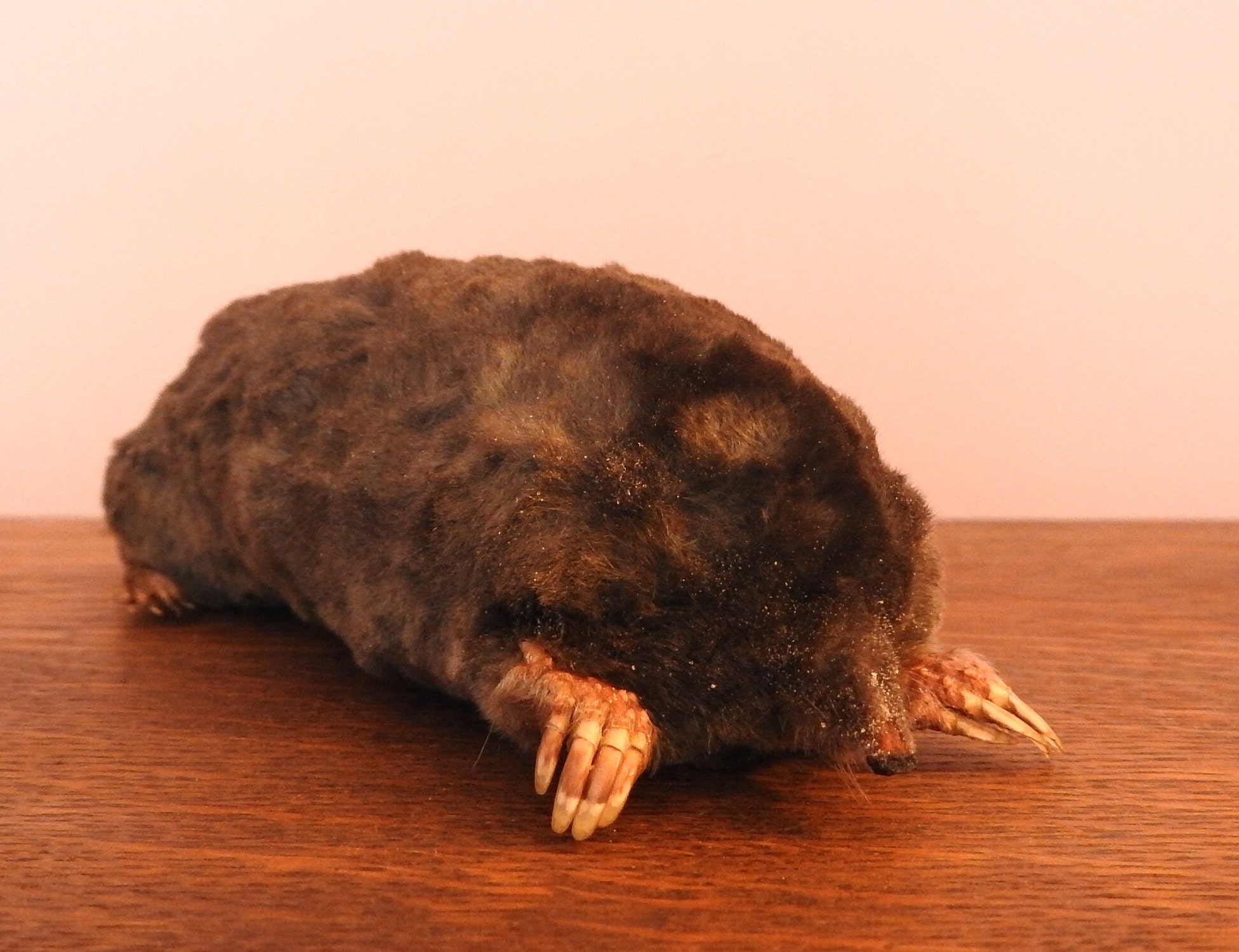 Vintage Taxidermy Mole - Etsy