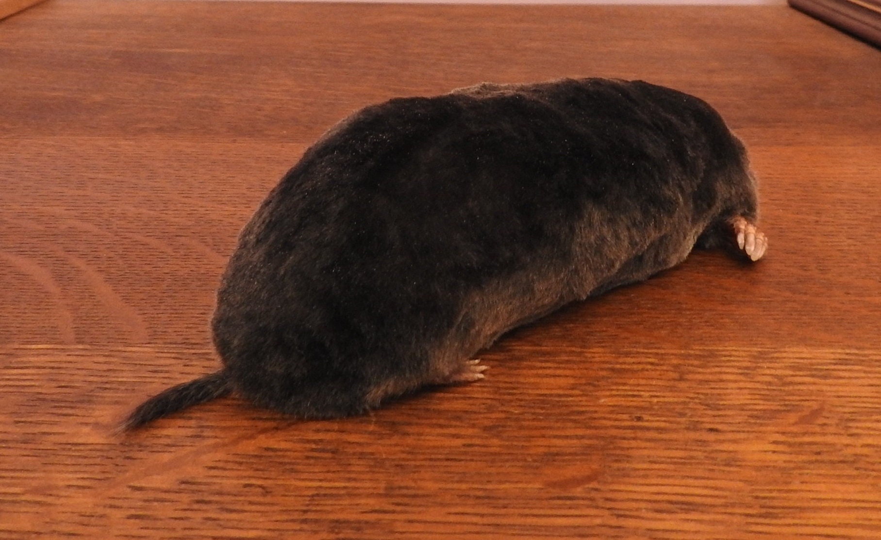 Vintage Taxidermy Mole - Etsy UK