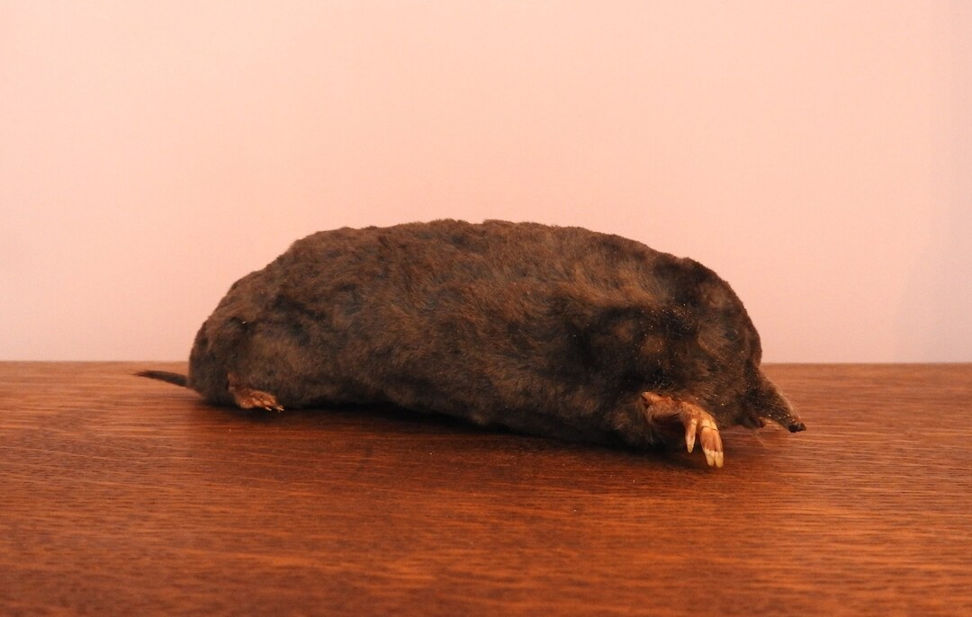Vintage Taxidermy Mole - Etsy
