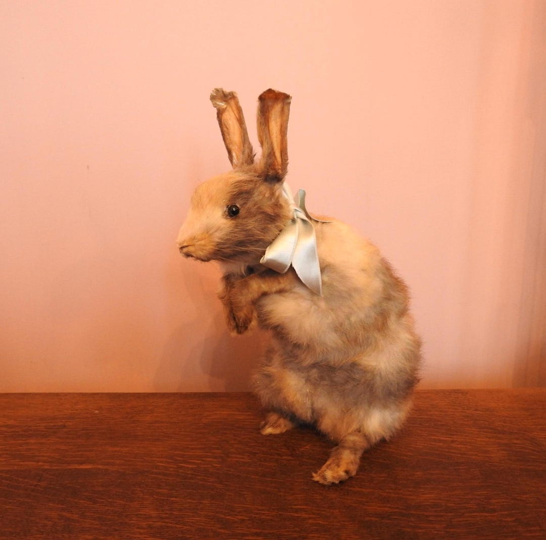 Antique 1920s Taxidermy Rabbit Toy With a Pretty Blue Ribbon - Etsy