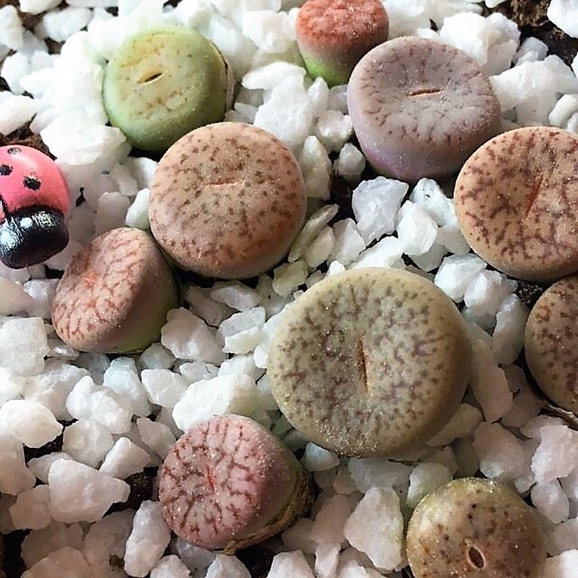 Christmas Lithops Giftbox With Live Mixed Lithops - Etsy UK