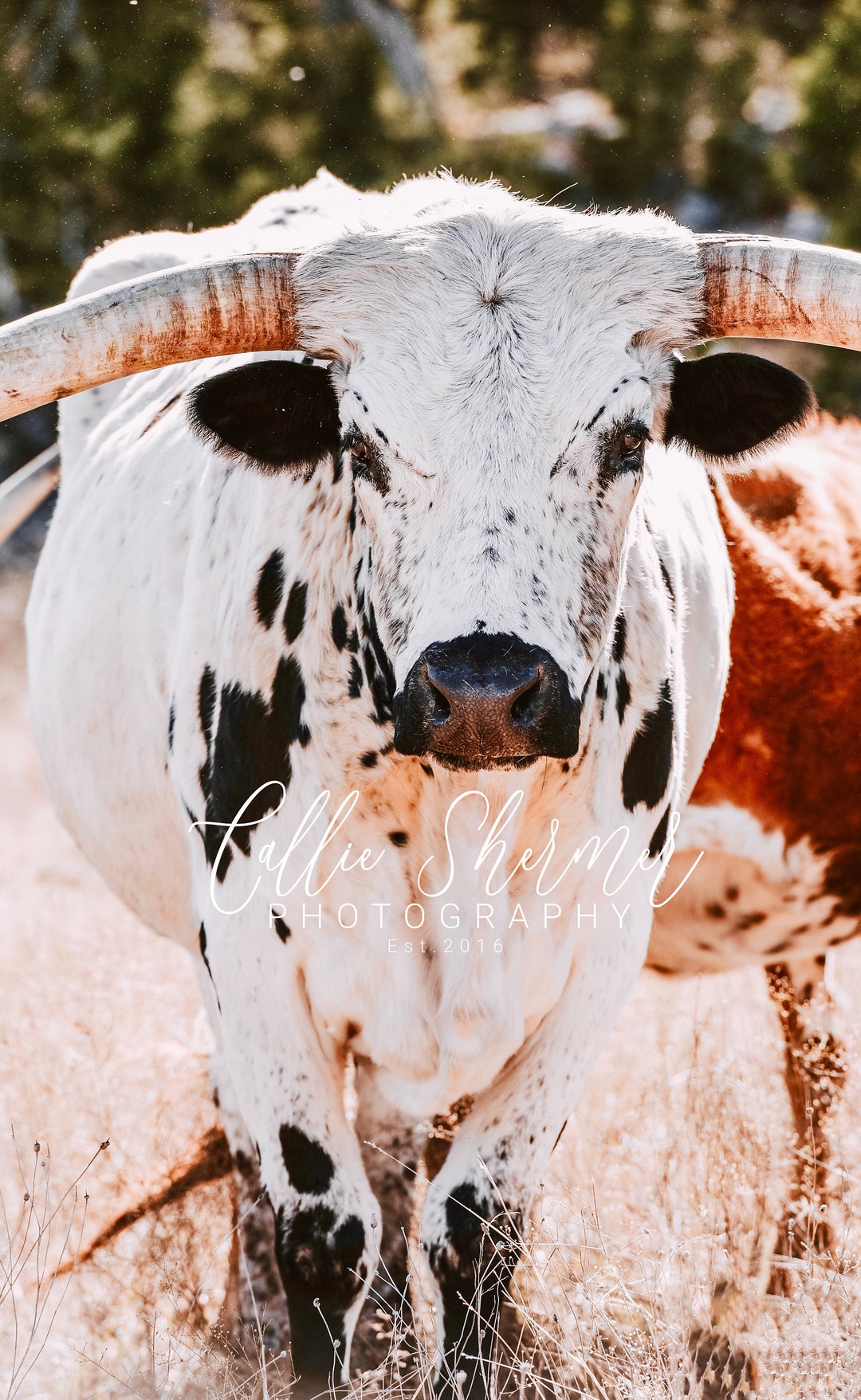Longhorn Cattle Print - Etsy