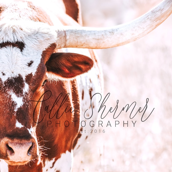 Longhorn Cattle Prints - Etsy