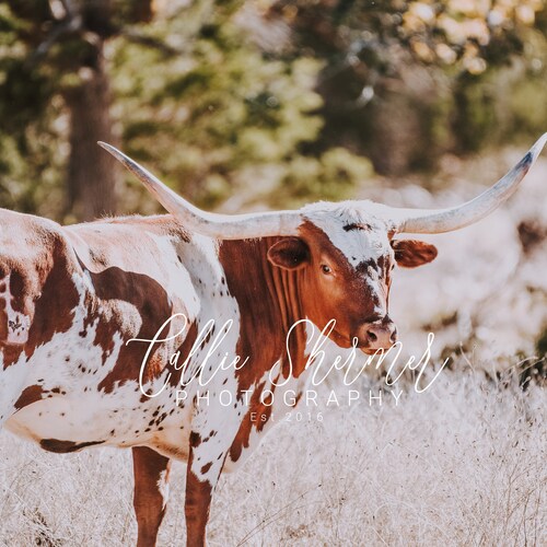 Cow Print Digital Download Longhorn Cattle Photography | Etsy