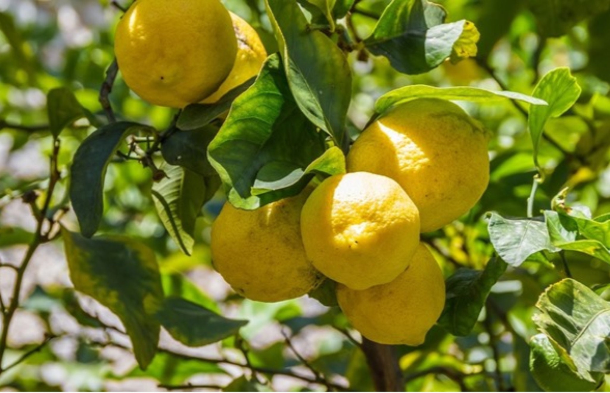 Zitronensamen 25+ Zwerg Zitronenbaum Samen Relikt Limettentopf Pflanze ...