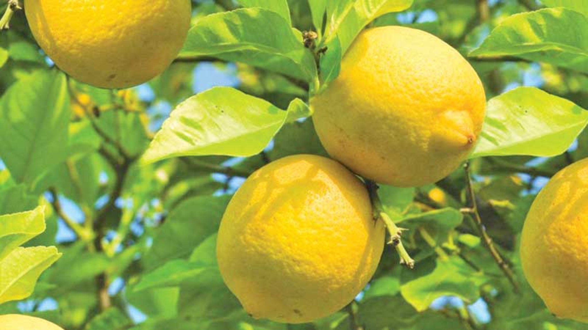 Zitronensamen 25+ Zwerg Zitronenbaum Samen Relikt Limettentopf Pflanze ...