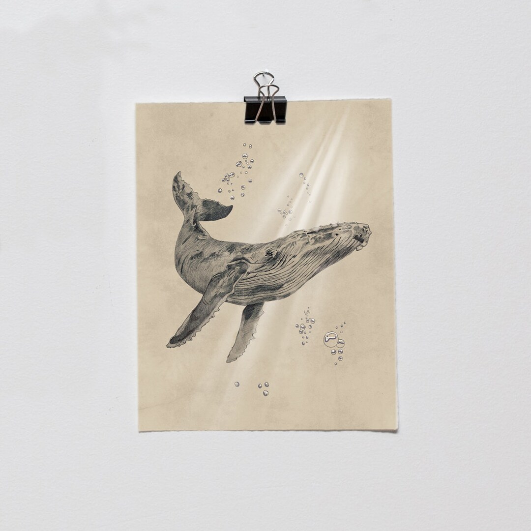 Humpback Whale 8" X 10" Print. From the Messengers From the Great Bear ...