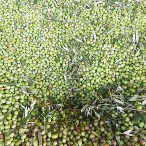 Hermus %100 Ayvalik Extra Virgin Olive Oil Early Harvest - Etsy