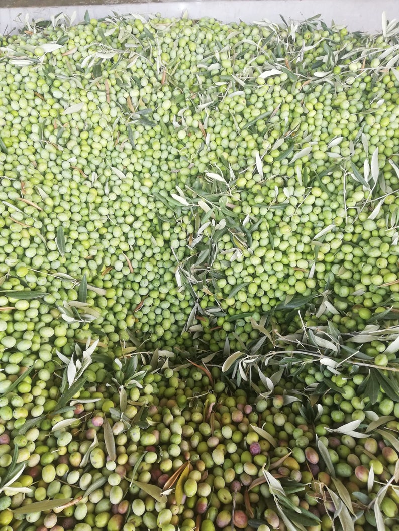 Hermus %100 Ayvalik Extra Virgin Olive Oil Early Harvest - Etsy