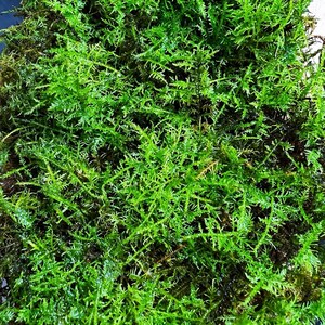 Live Clean and High Quality Planted Sheet Moss & Cushion Moss for ...