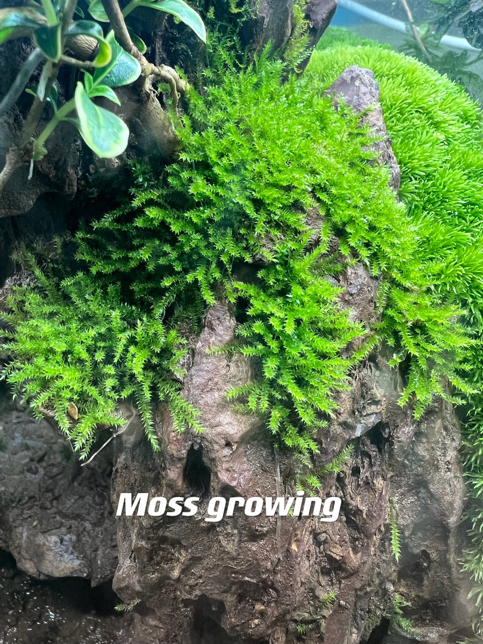 Live Clean and High Quality Planted Sheet Moss & Cushion Moss - Etsy