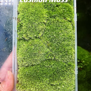 Live Clean and High Quality Planted Sheet Moss & Cushion Moss for ...