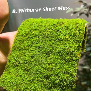 Live Clean and High Quality Planted Sheet Moss & Cushion Moss - Etsy