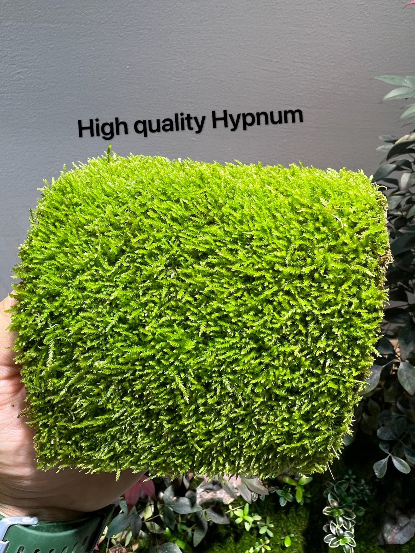 Live Clean and High Quality Planted Sheet Moss & Cushion Moss - Etsy