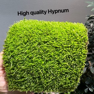 Live Clean and High Quality Planted Sheet Moss & Cushion Moss - Etsy