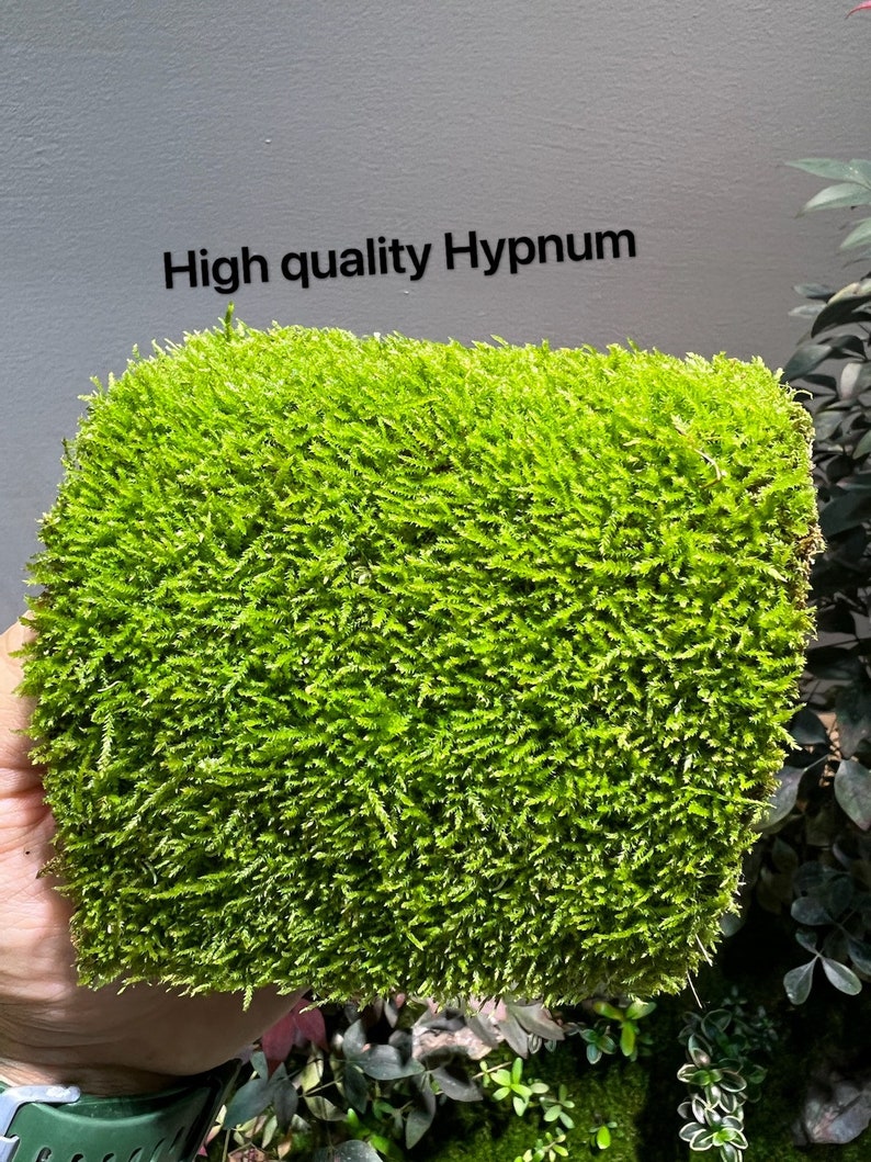 Live Clean and High Quality Planted Sheet Moss & Cushion Moss - Etsy