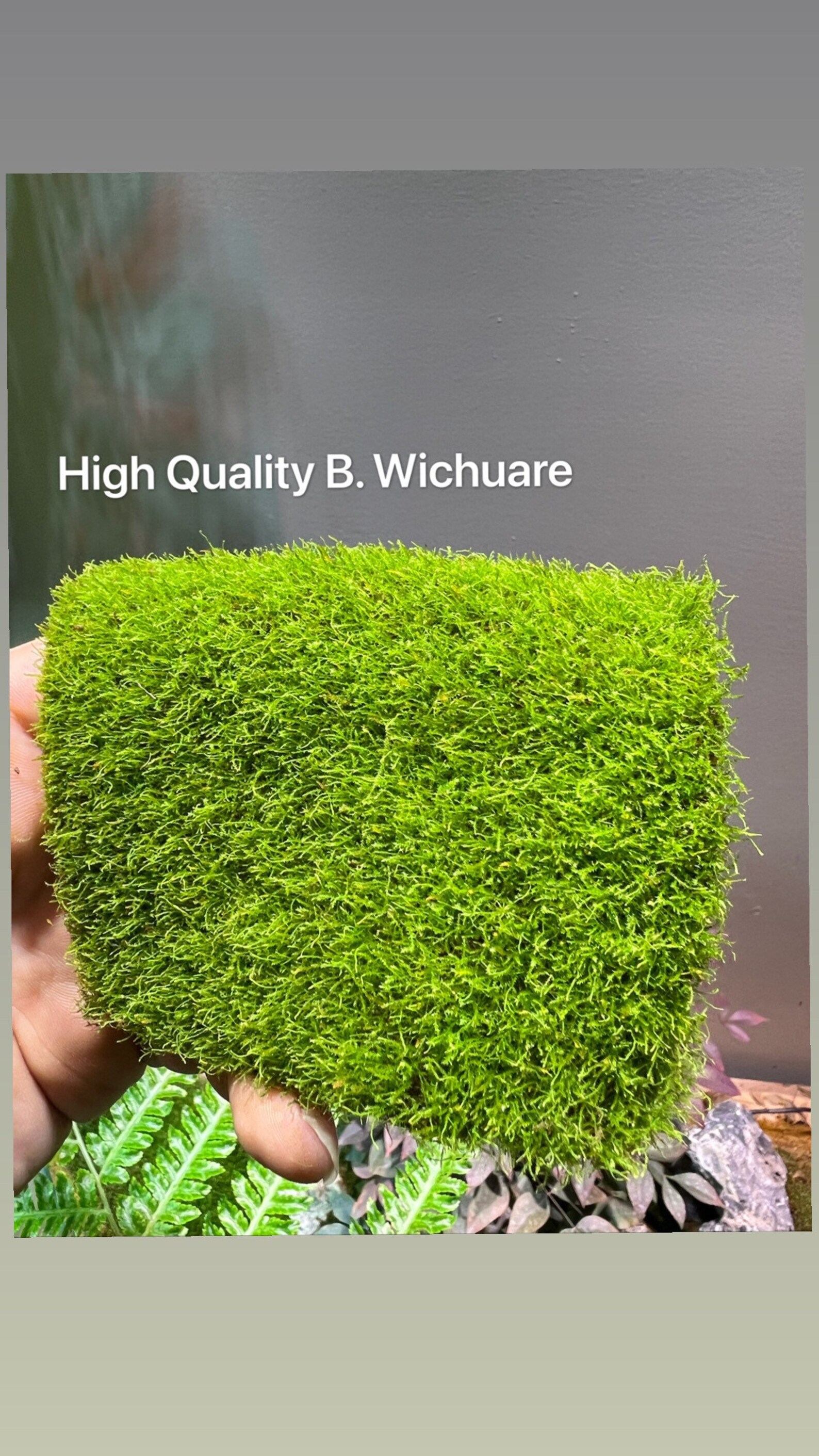 Live Clean and High Quality Planted Sheet Moss & Cushion Moss - Etsy