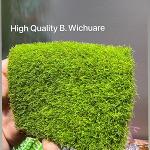 Live Clean and High Quality Planted Sheet Moss & Cushion Moss - Etsy