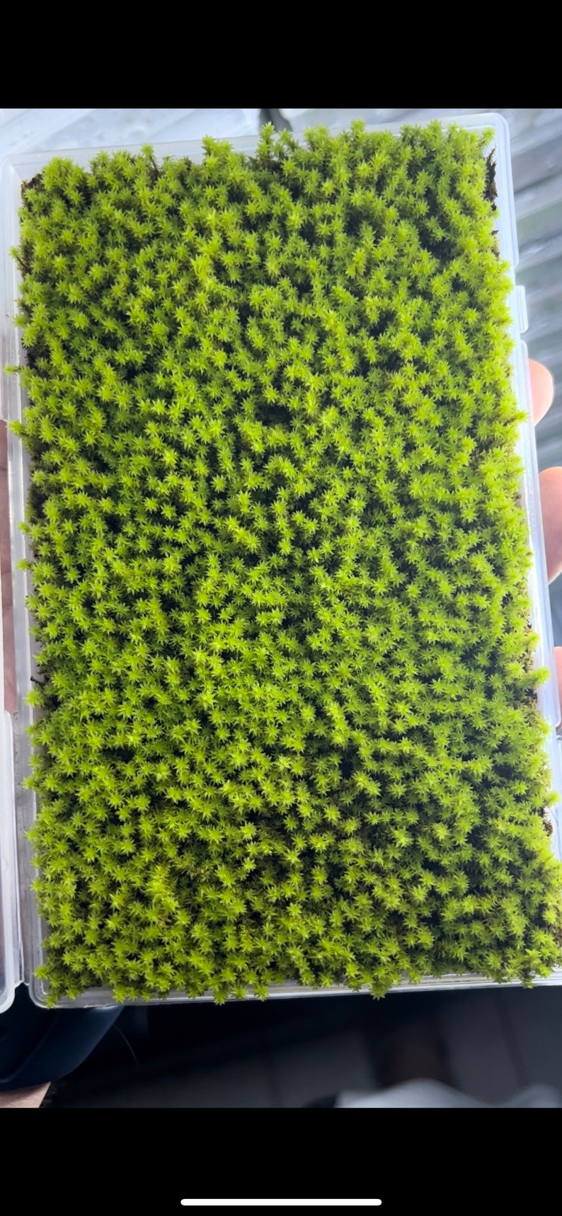 Live Clean and High Quality Planted Sheet Moss & Cushion Moss - Etsy