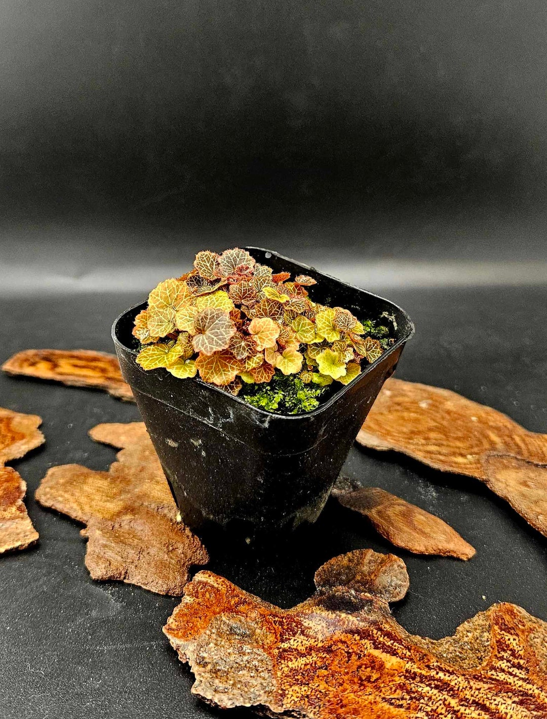 Micro Strawberry Begonia (saxifraga Stolonifera) - Etsy