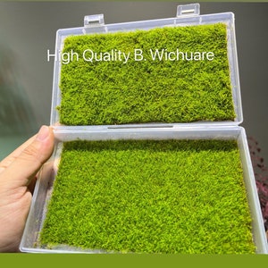 Live Clean and High Quality Planted Sheet Moss & Cushion Moss - Etsy