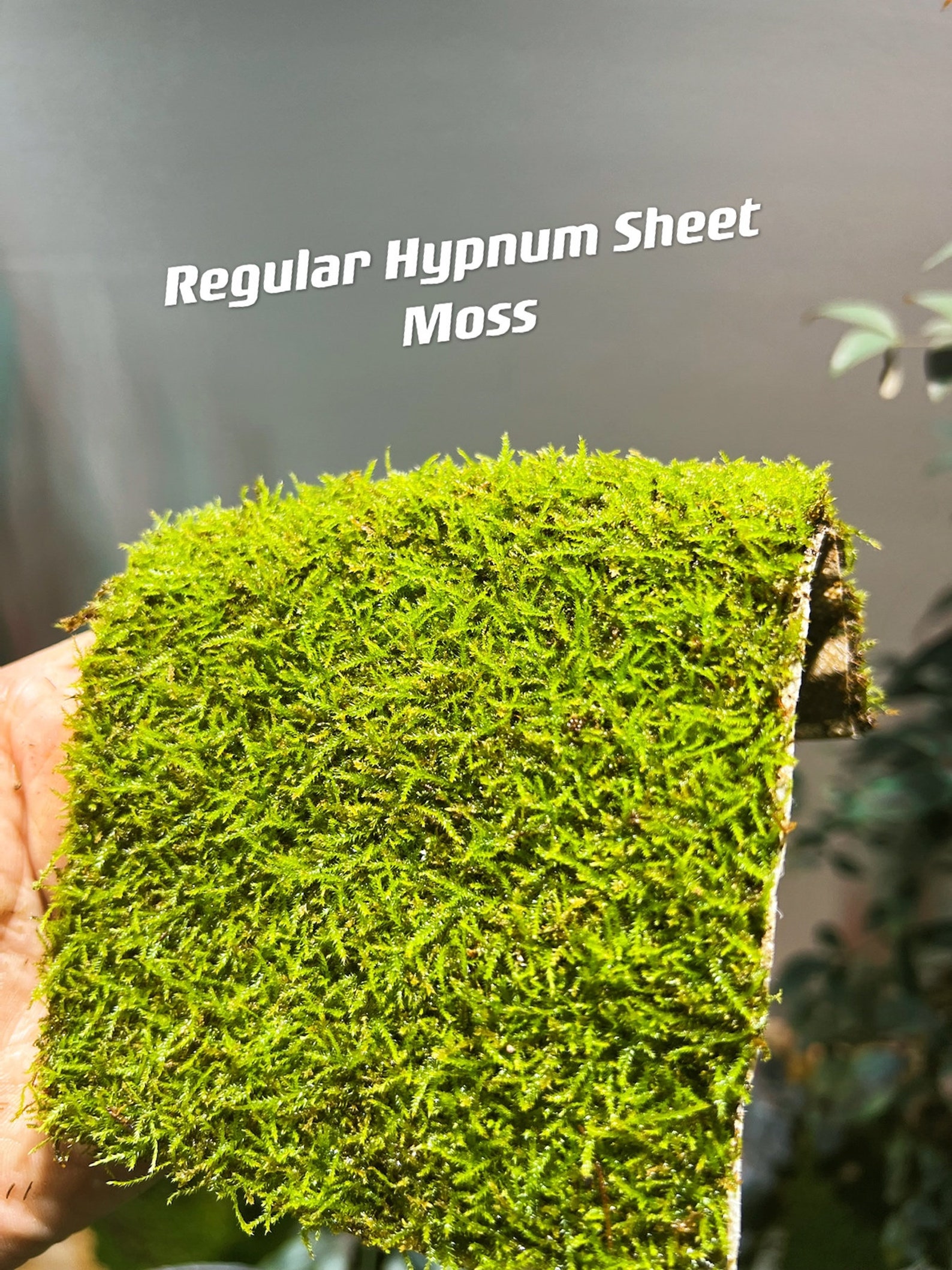 Live Clean and High Quality Planted Sheet Moss & Cushion Moss - Etsy