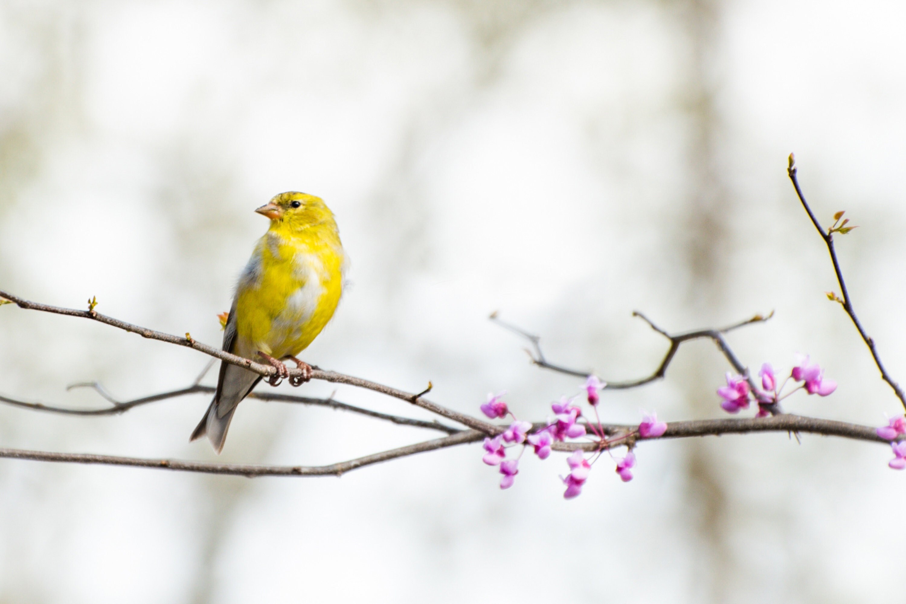 A Beautiful Female Yellow Finch Resting on a Redbud Tree in the Spring ...