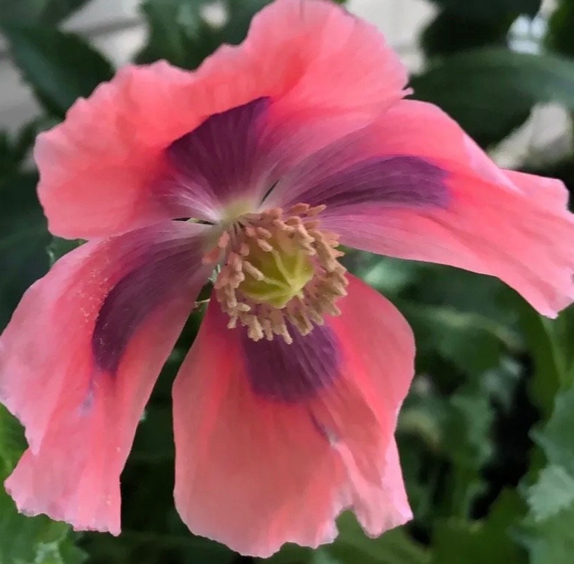 Rare Poppy Papaver Somniferum Mixed Varieties 3000 Seeds. White, Pink ...