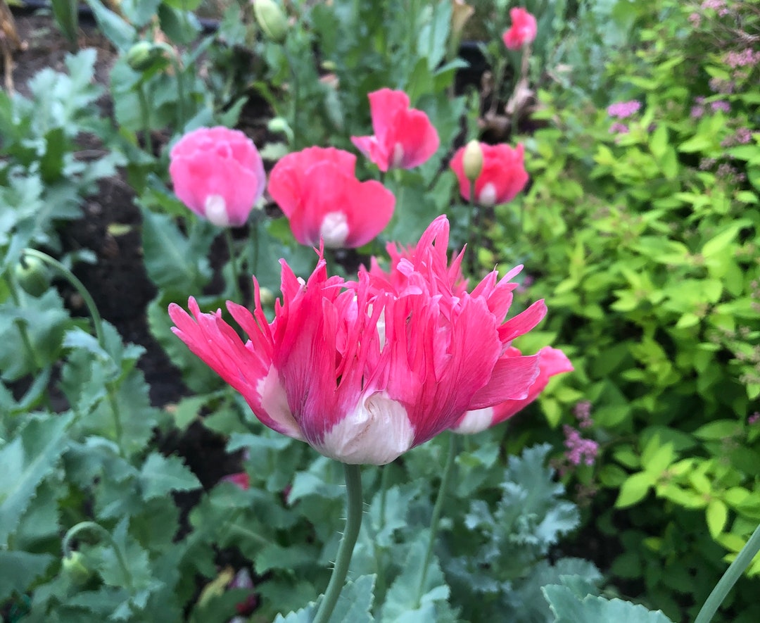 Rare Poppy Papaver Somniferum Mixed Varieties 3000 Seeds. White, Pink ...