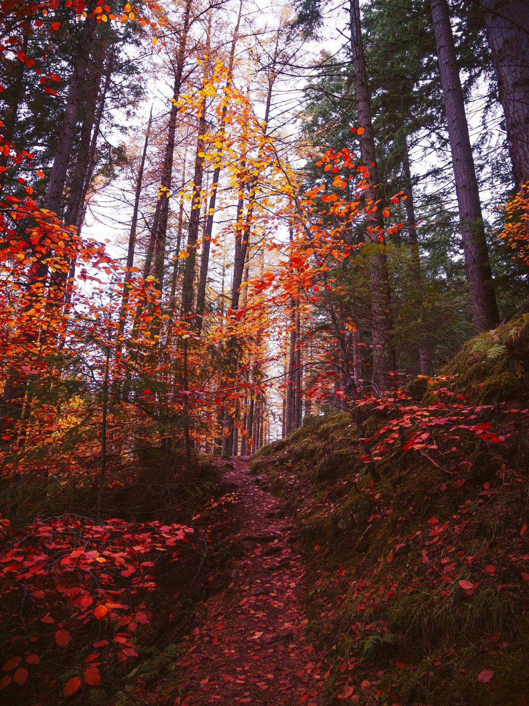 Autumn in Culloden Woods - Inverness, Culloden, Highlands of Scotland ...