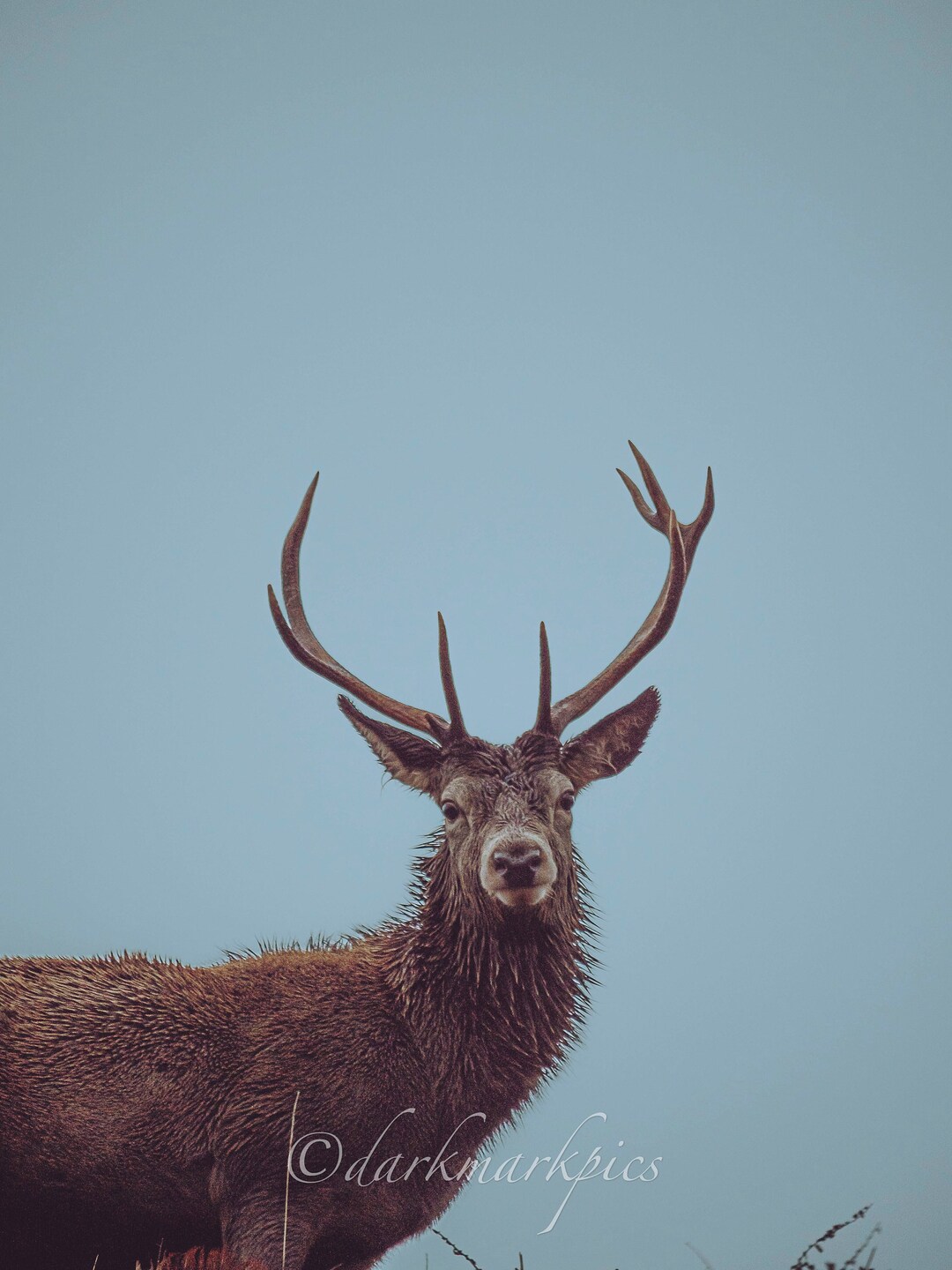 The Highland Stag Red Deer on Loch Assynt, Lairg, Highlands of Scotland ...