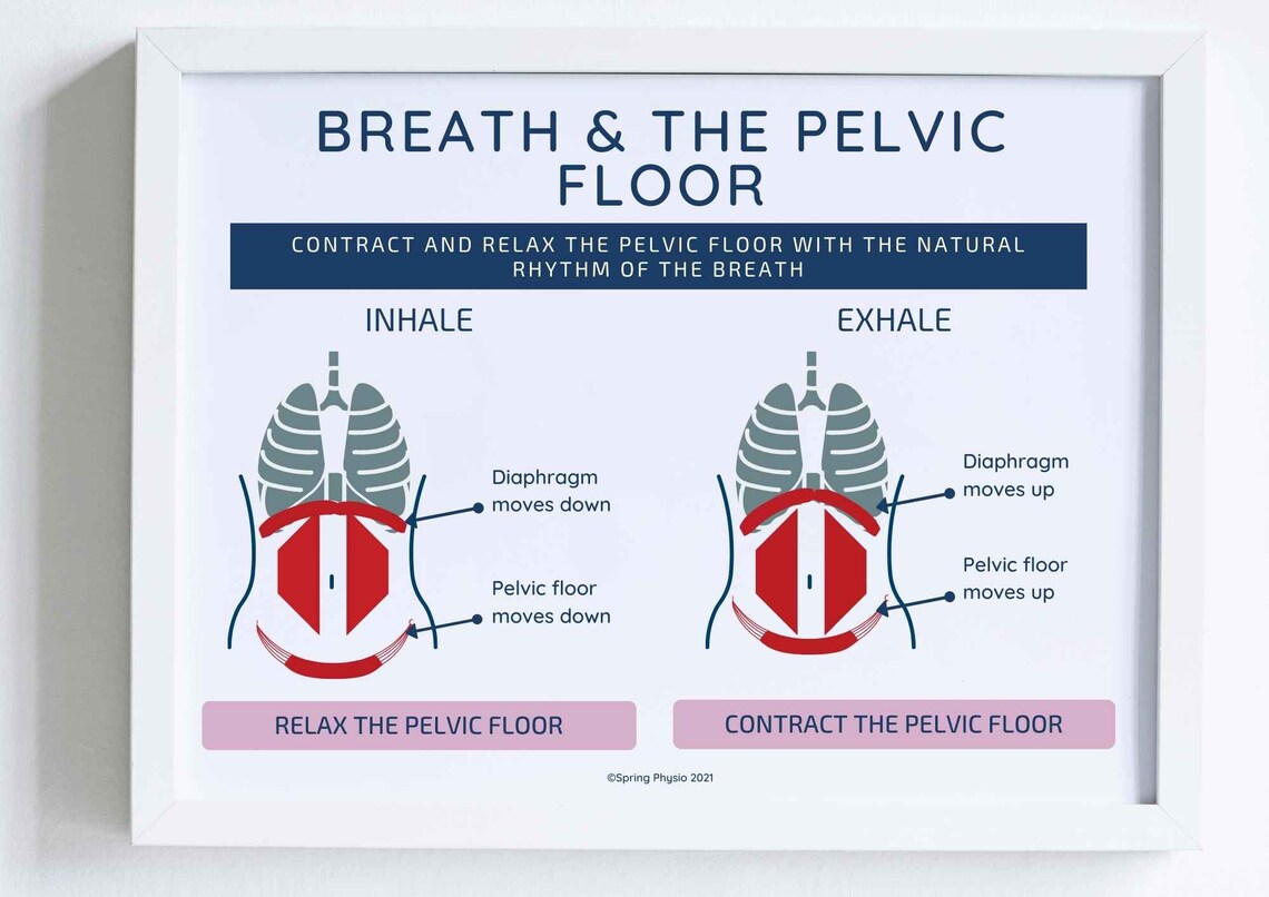 Physical Therapy Pelvic Floor Poster | Pelvic Floor Physical Therapy Art | Pelvic Floor and ...