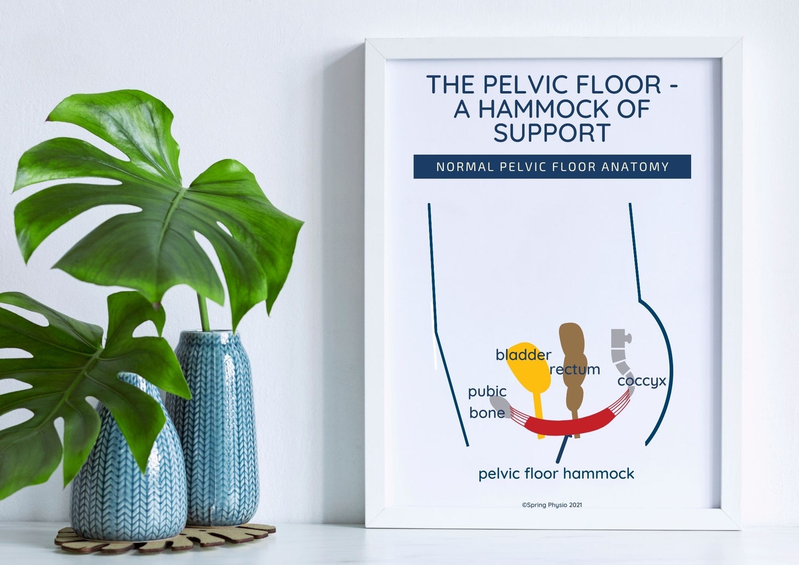 Pelvic Floor Anatomy Poster Art Simple Bladder and Bowel Anatomy Pelvic ...