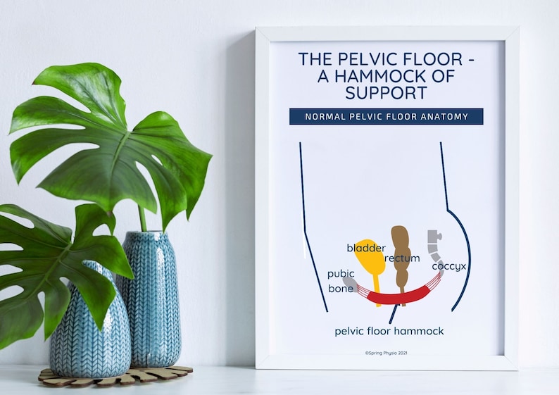 Pelvic Floor Anatomy Poster Art Simple Bladder and Bowel Anatomy Pelvic ...