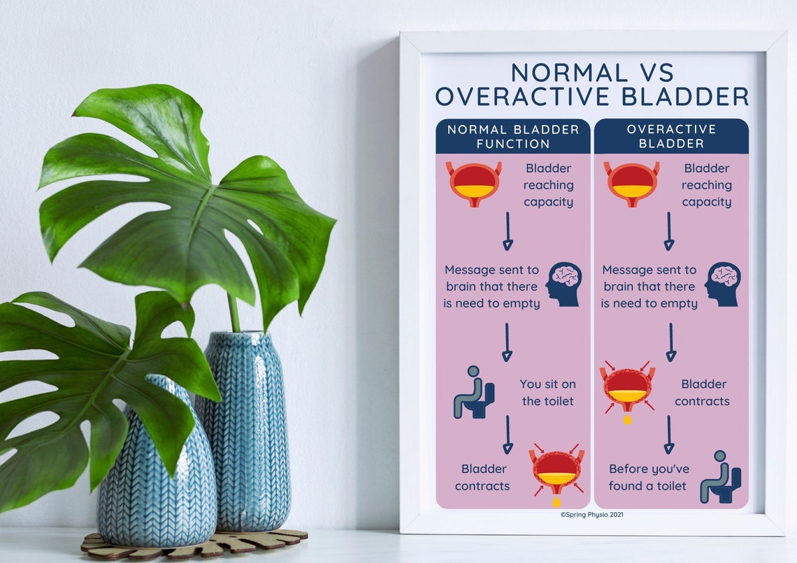 Bladder Poster Pelvic Floor Poster Bladder Art Pelvic - Etsy