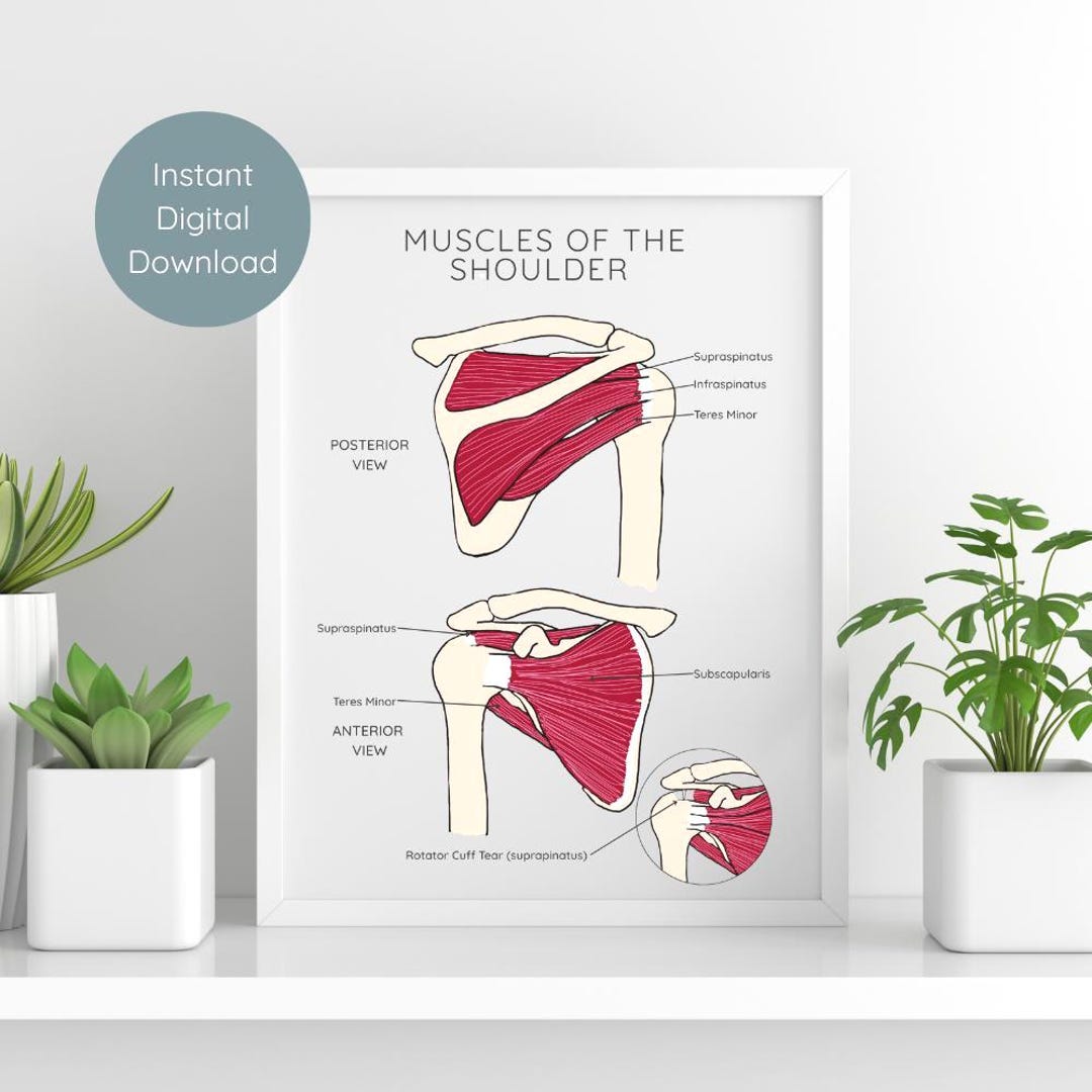 Muscles of the Shoulder | Rotator Cuff Anatomy | Digital Download ...