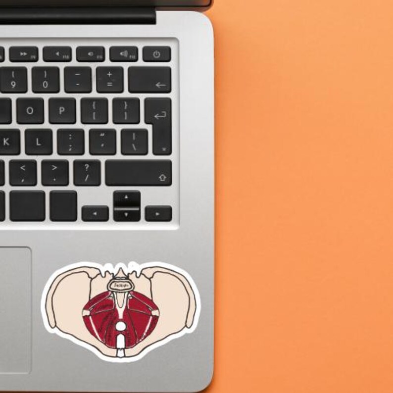 Pelvic Floor Anatomy Kiss-cut Sticker - Etsy